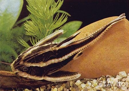 Сом полосатый платидорас (Platydoras costatus) отд