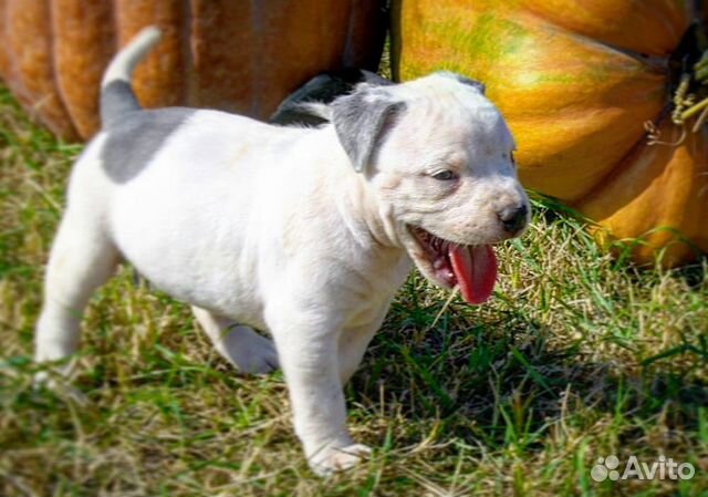 Американский Булли щенок девочка бело-голубая