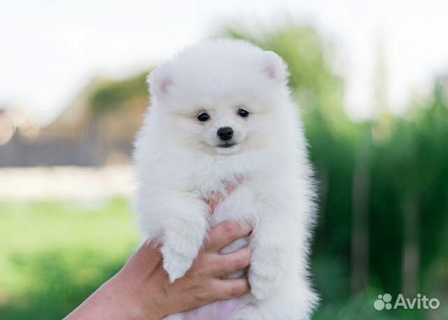 Мальчик памеранского шпица, белый окрас, 4 мес