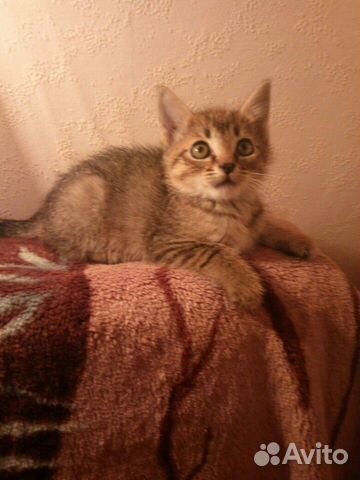 Девчушка ищет дом