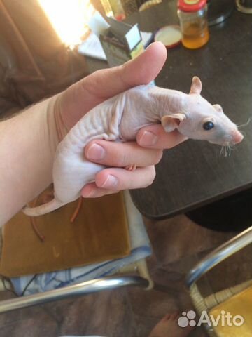 Крыса (Дамбо)