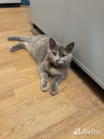Отдадим кошечку в добрые руки