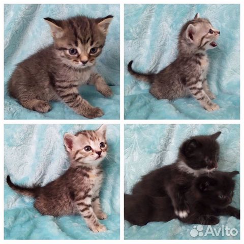 Котята ищут свой дом