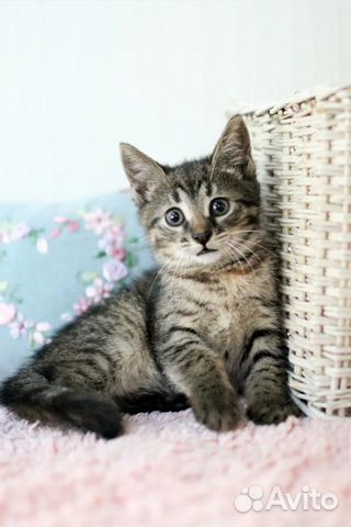 Тигровая красотка ищет дом