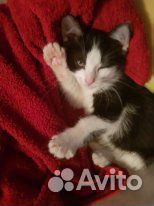 Отдается милый котенок в добрые руки