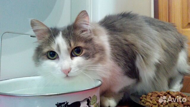 Кот Моня