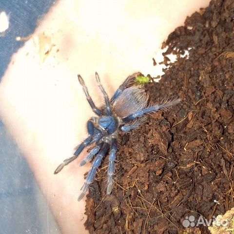 Pterinopelma sazimai птицеед