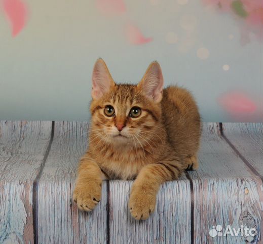 Озорные котята-мальчики