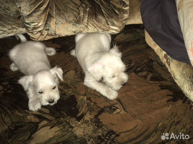 Щенки белого цвергшнауцера