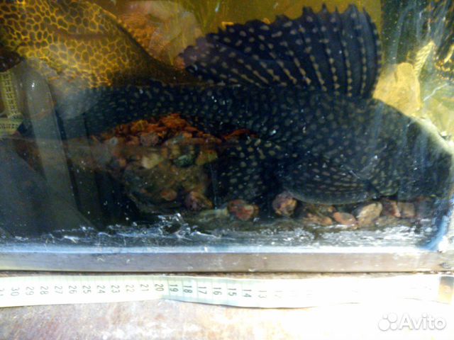 Сом анцитрусовый