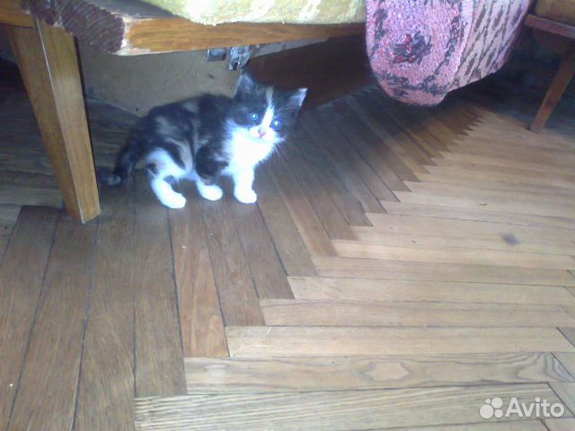 Кошечка-черепашка и полосатики