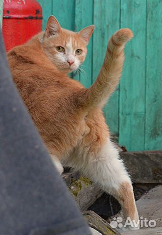 Отдам молодого котика