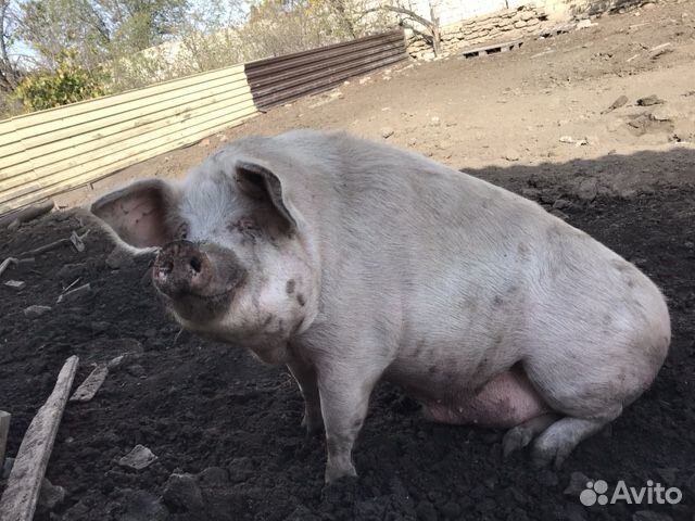 Кастрированный кабан