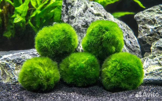 Кладофора (шаровидная)