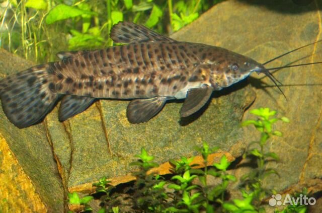 Отдам рыбок