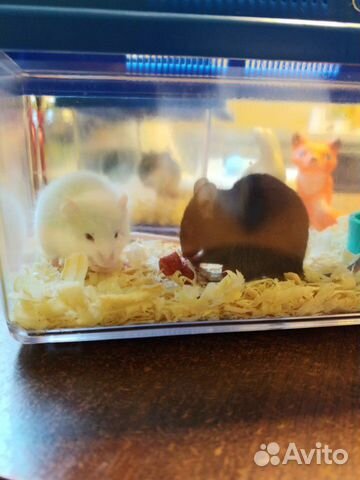 Мышь черная и белая