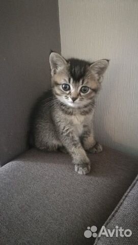 Очаровательный котёнок