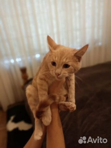 Котенок в семью