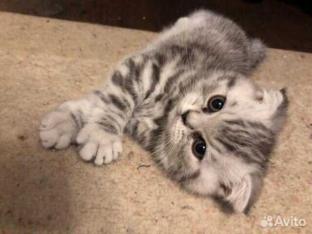 Вислоухий шотландец котенок 1,5 мес продам