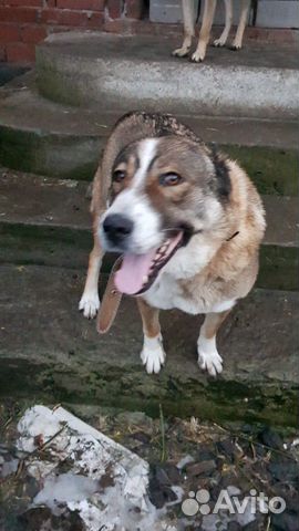 Собака только в ответственные руки знающие породу