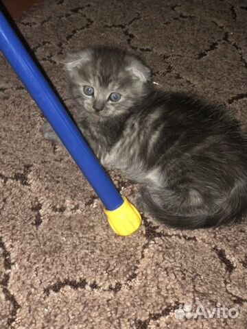 Котёнок Scottish Fold