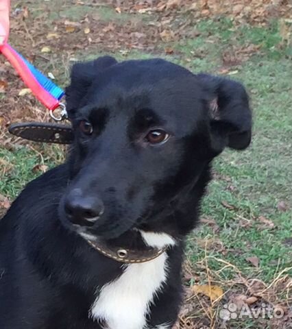 Щенок в дар