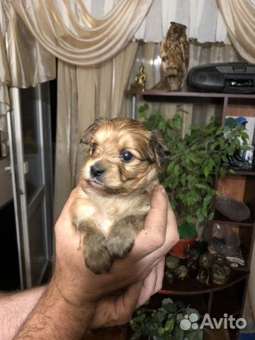 Щенки метисы йоркширский терьер и чихуахуа