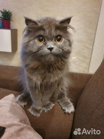 Кот породы шотландец