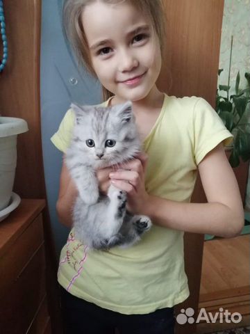 Котенок 1,5 месяца; папа британец, мама сибирская