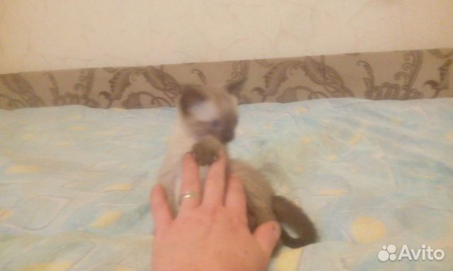 Сиамский кот