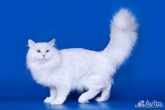 Продается чистокровный сибирский кот