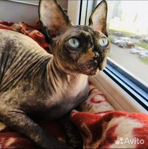 Продам кошечку