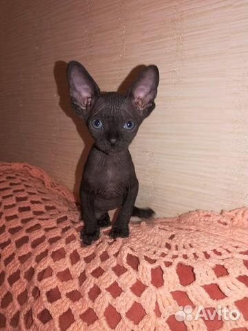 Малыши-канадики