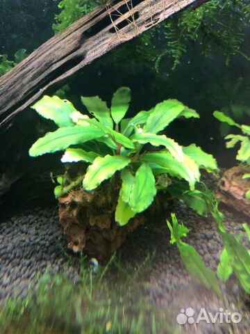 Аквариумное растение - Буцефаландра Shine Green