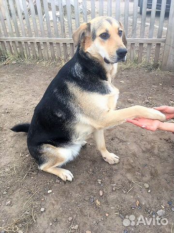 Собака Доча, примерно 12 мес., стерилизована