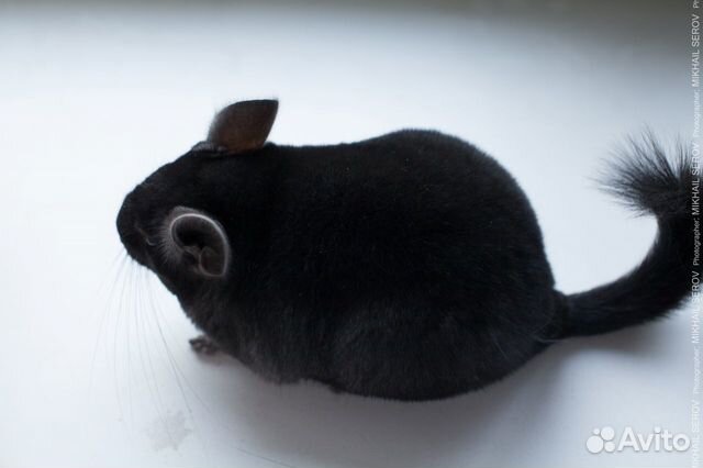 Шиншилла эбони экстра-тёмная