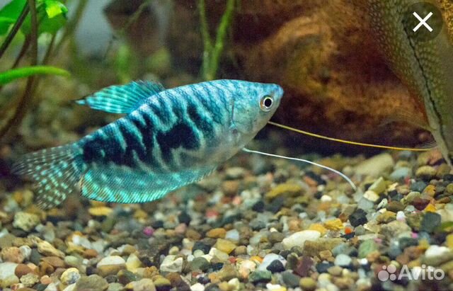 Мраморные гурами