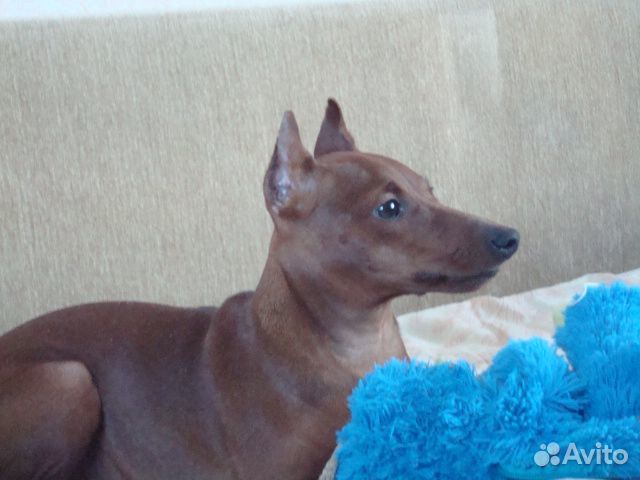 Кобель для вязки с родословной