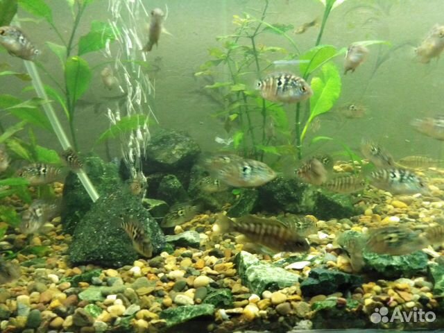 Цихлозома восьмиполосная пчелка