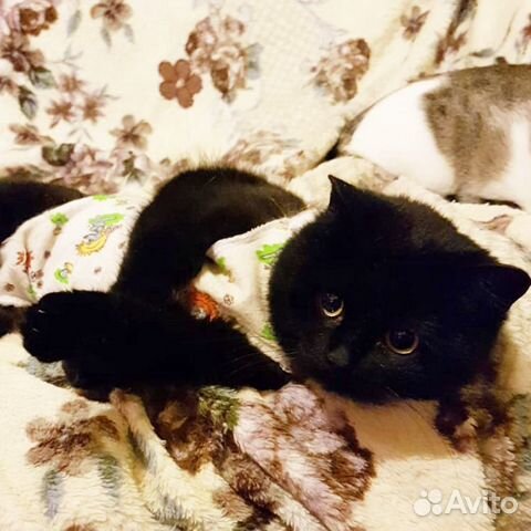 Кошка ищет дом