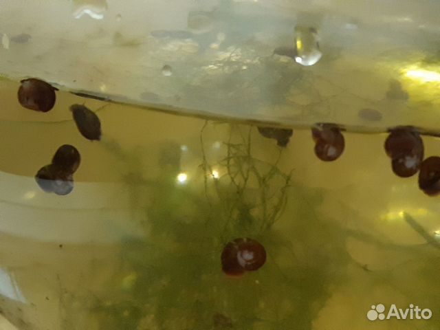 Улитки Катушки