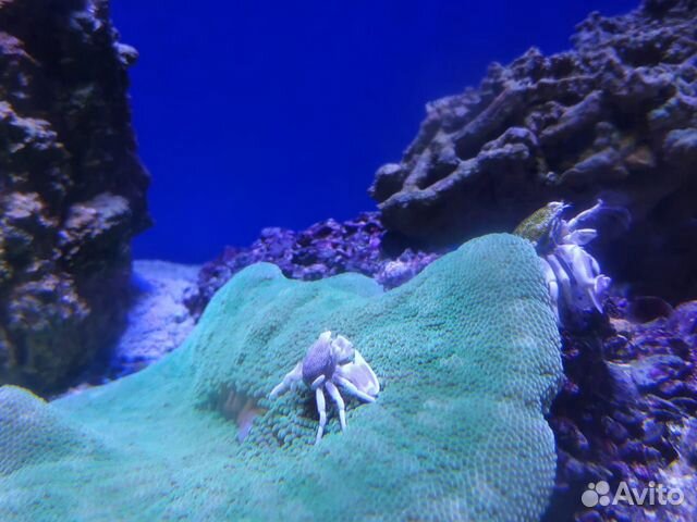 Актиния ковровая стиходактила хаддони