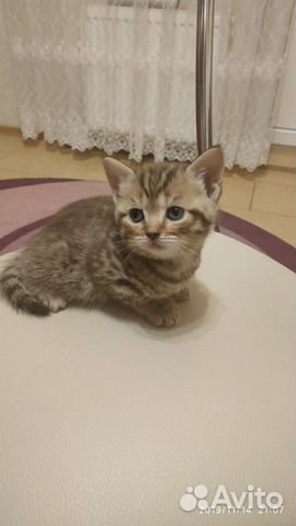 Котята шотландцы