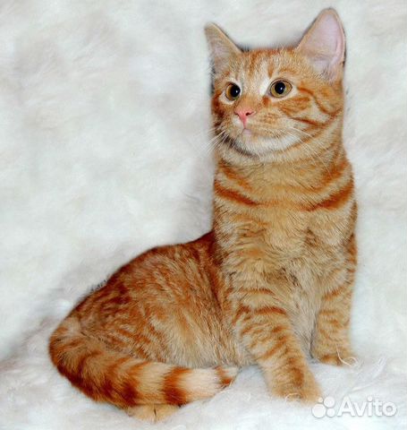 Котик в дар