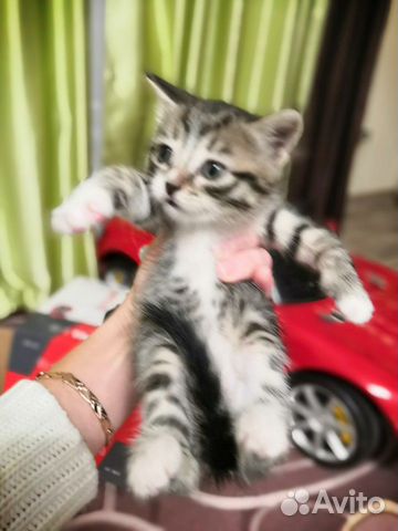 Отдам котят