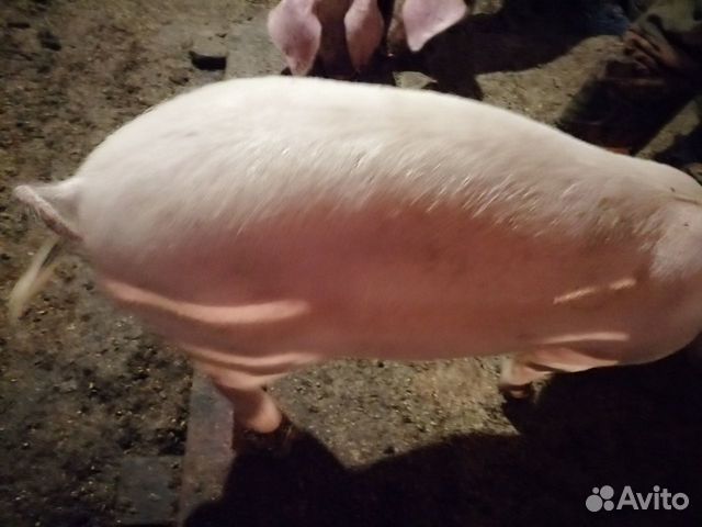 Кабанчик ландрас