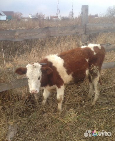 Молодая говядина