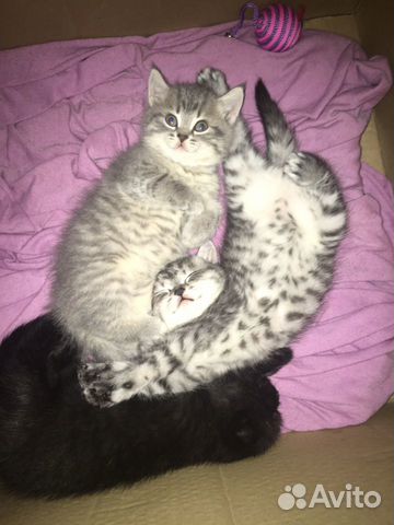 Шотландские котята