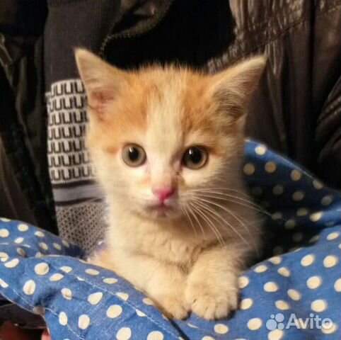 Рыжий котенок в добрые руки