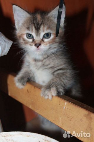 Отдам бесплатно пушистых котят в добрые руки